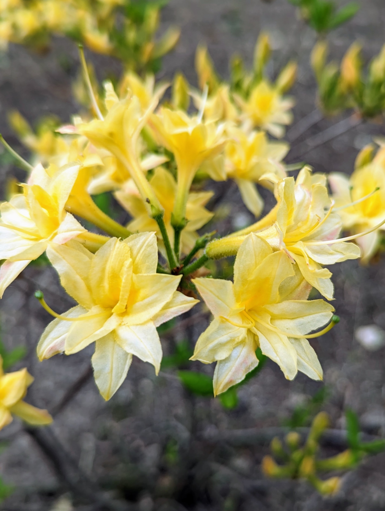 My Azaleas Are Blooming - The Martha Stewart Blog