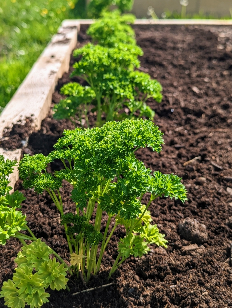 Planting Parsley, Dill, and Cilantro in My Vegetable Garden - The ...