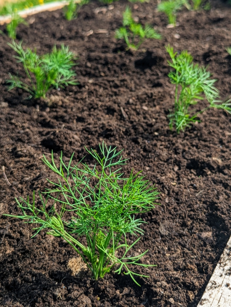 Planting Parsley, Dill, and Cilantro in My Vegetable Garden - The ...