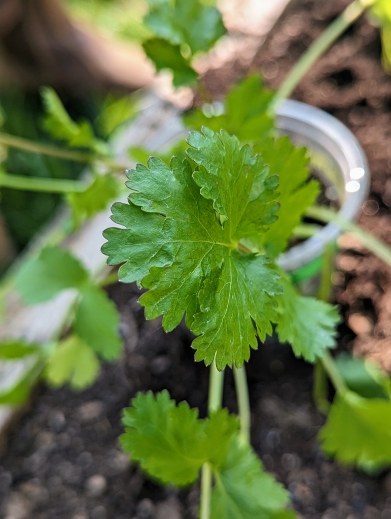 The Martha Stewart Blog : Blog Archive Planting Parsley, Dill, and ...