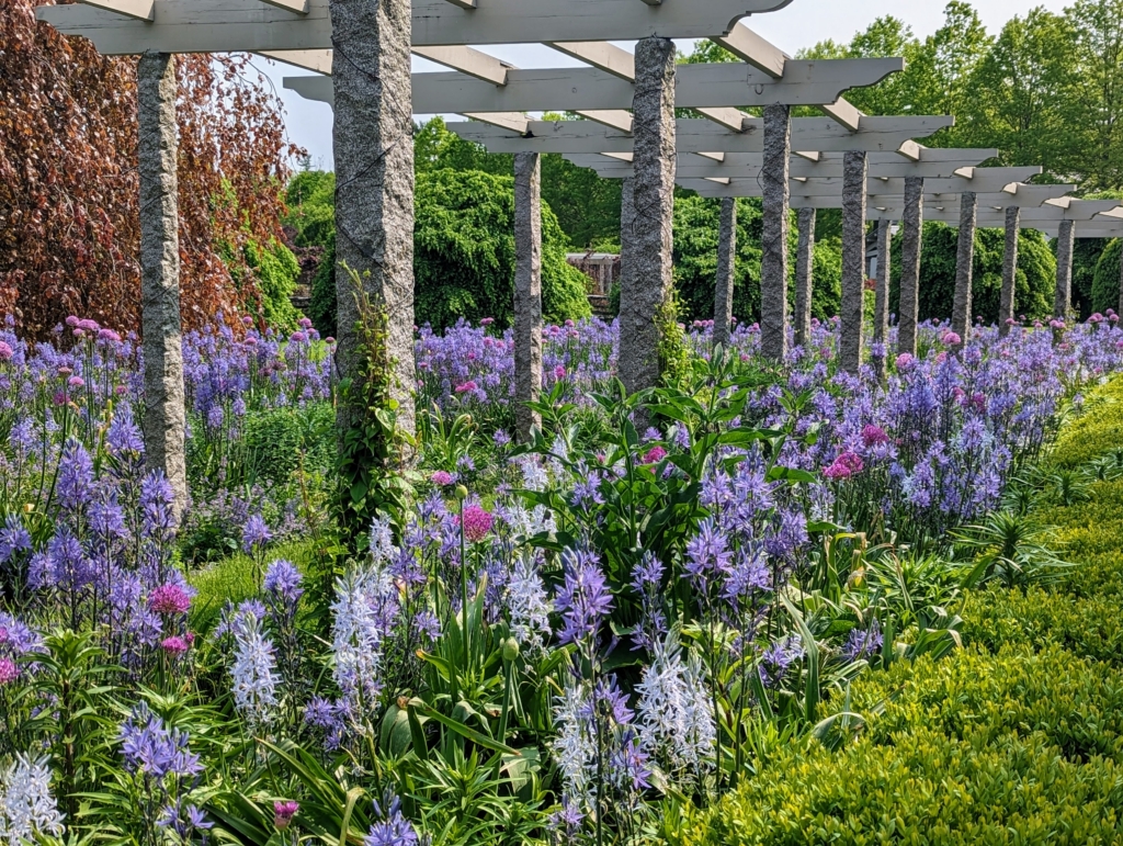 My Pergola Garden in Spring Bloom - The Martha Stewart Blog