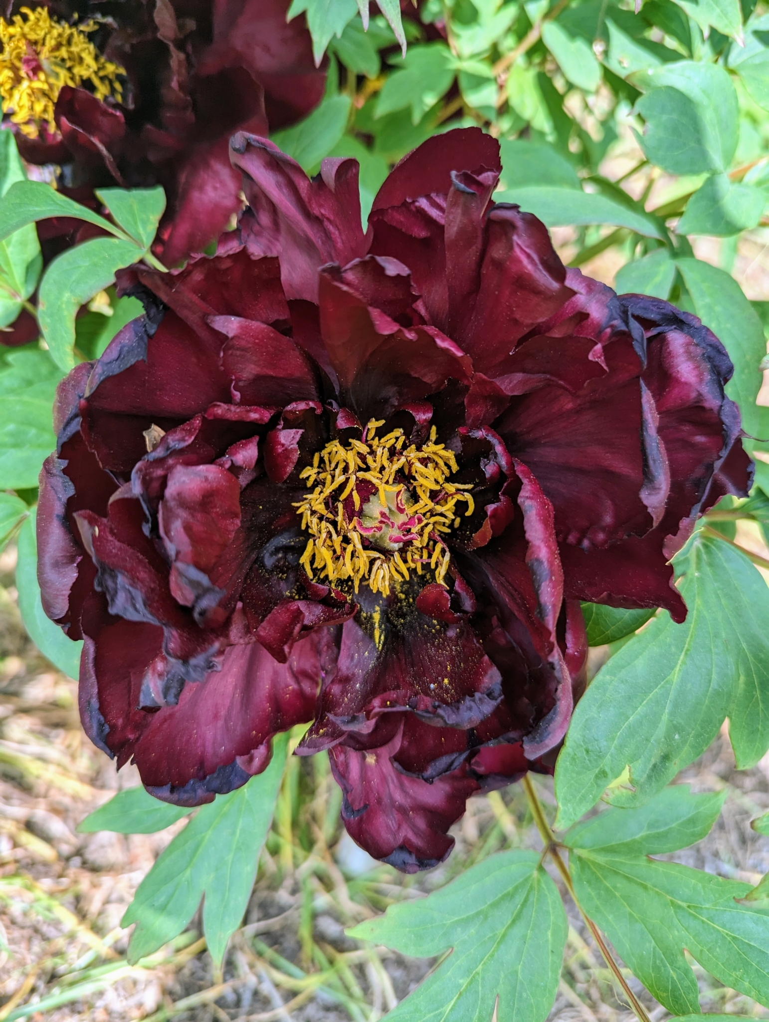 My Tree Peonies are Blooming - The Martha Stewart Blog
