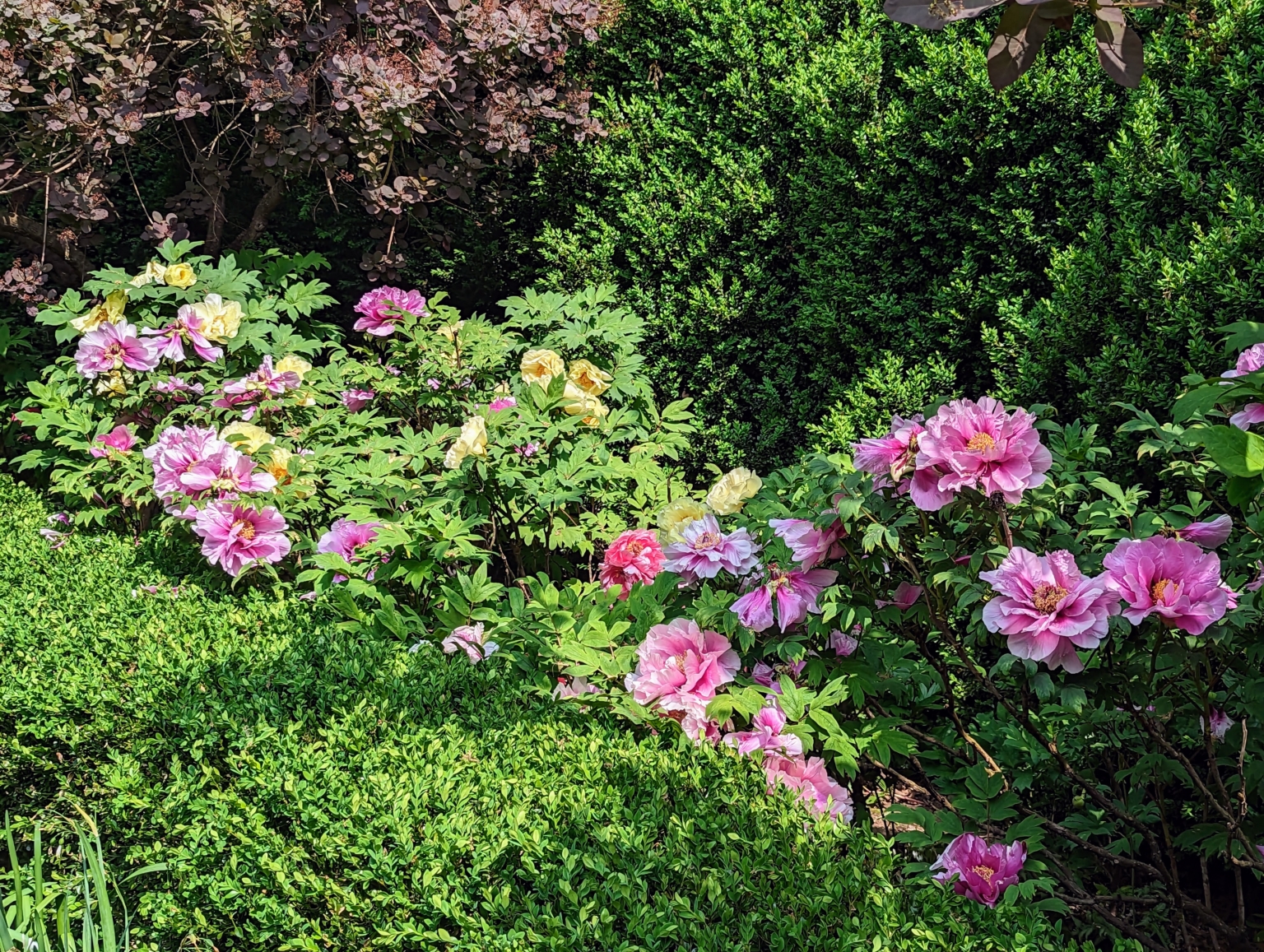 My Tree Peonies are Blooming - The Martha Stewart Blog