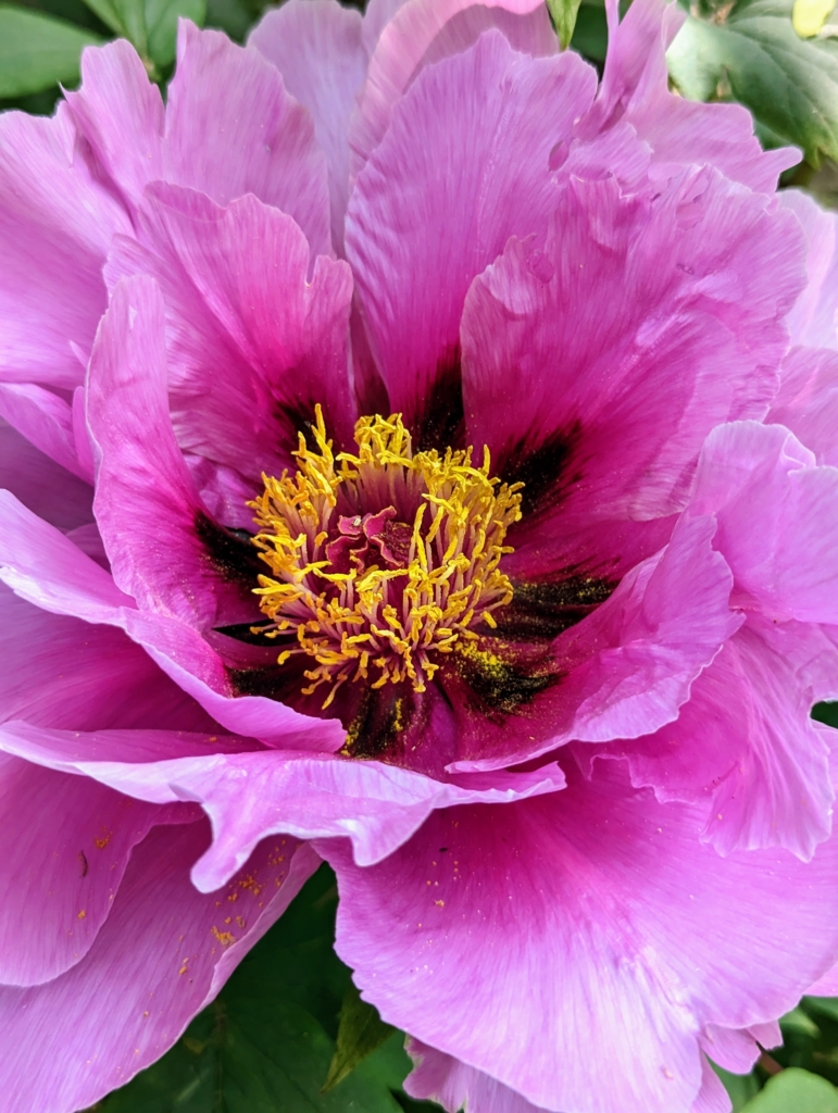 My Tree Peonies are Blooming - The Martha Stewart Blog