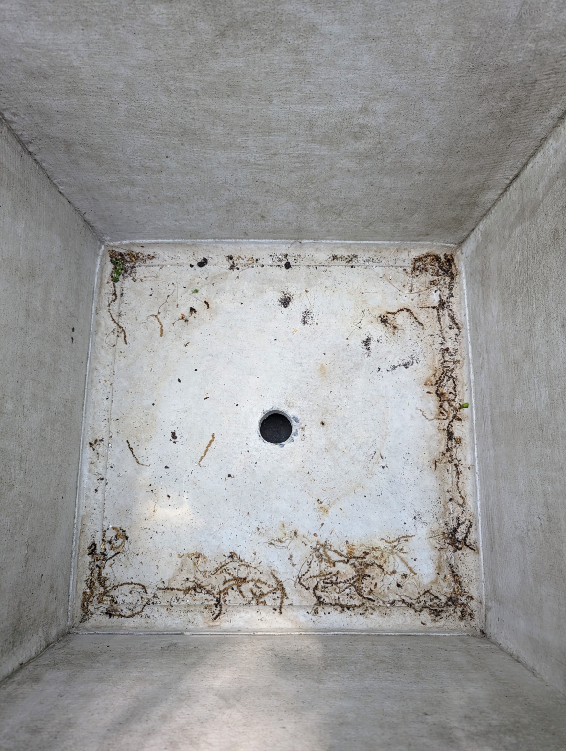 Potting and Displaying Sago Palms Around the Farm - The Martha Stewart Blog