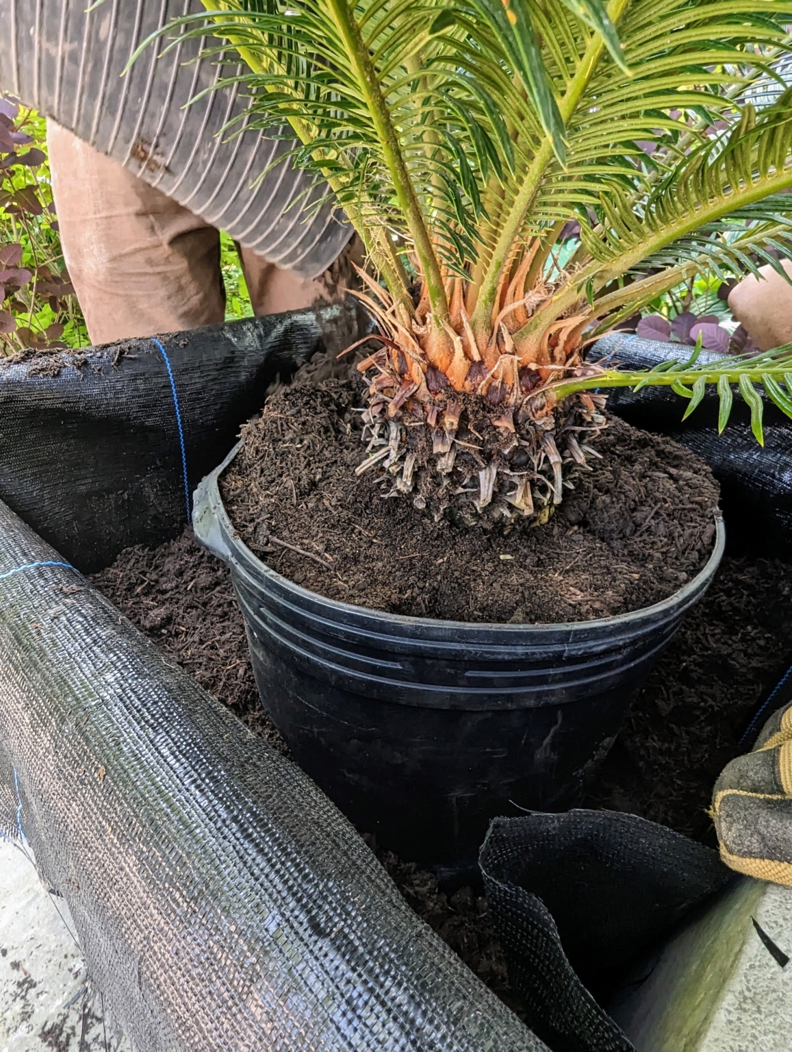 Potting and Displaying Sago Palms Around the Farm - The Martha Stewart Blog