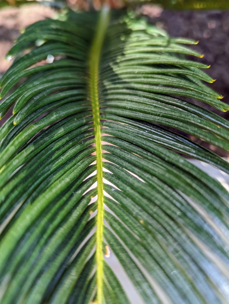 Potting and Displaying Sago Palms Around the Farm - The Martha Stewart Blog