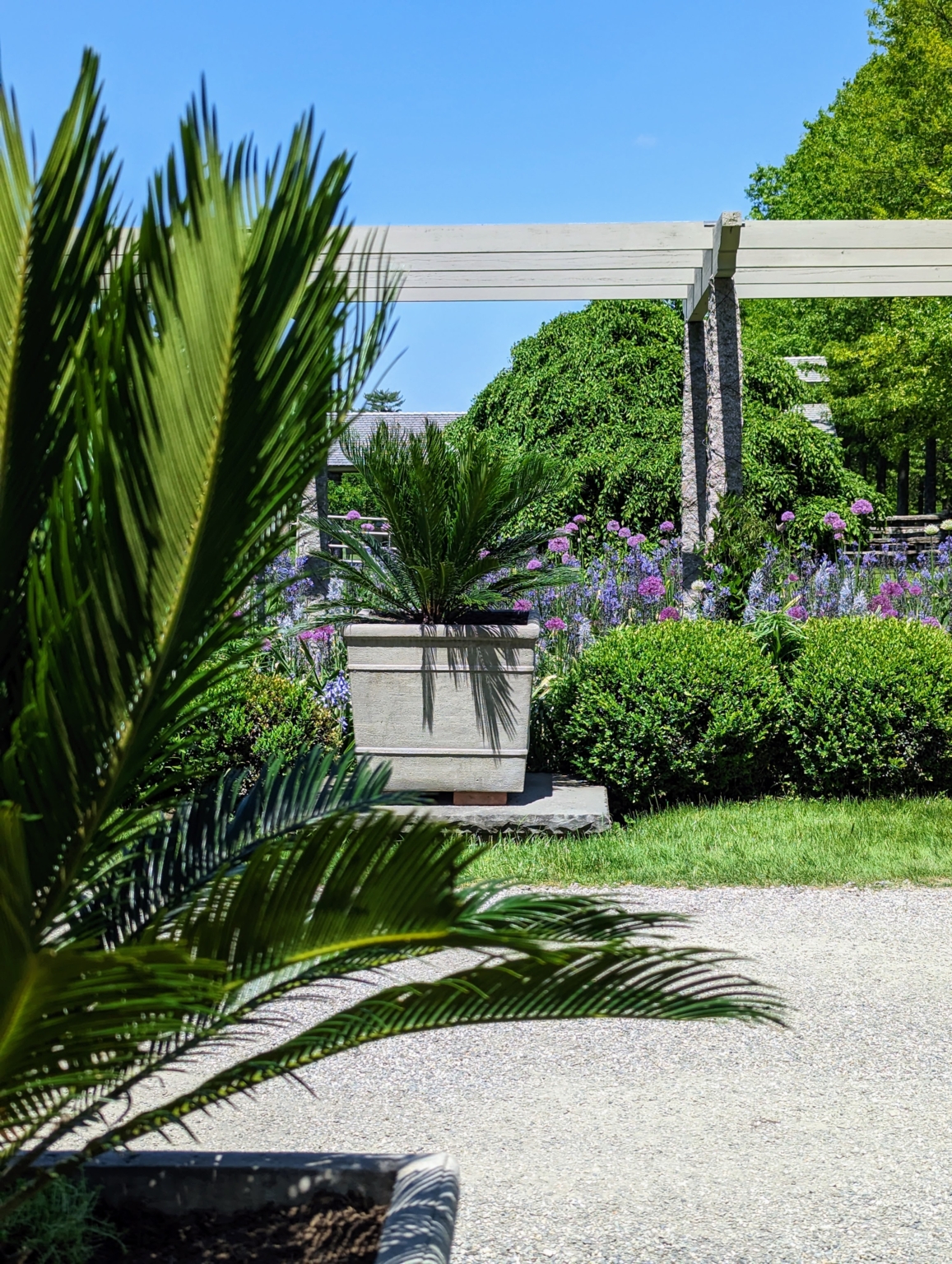 Potting and Displaying Sago Palms Around the Farm - The Martha Stewart Blog