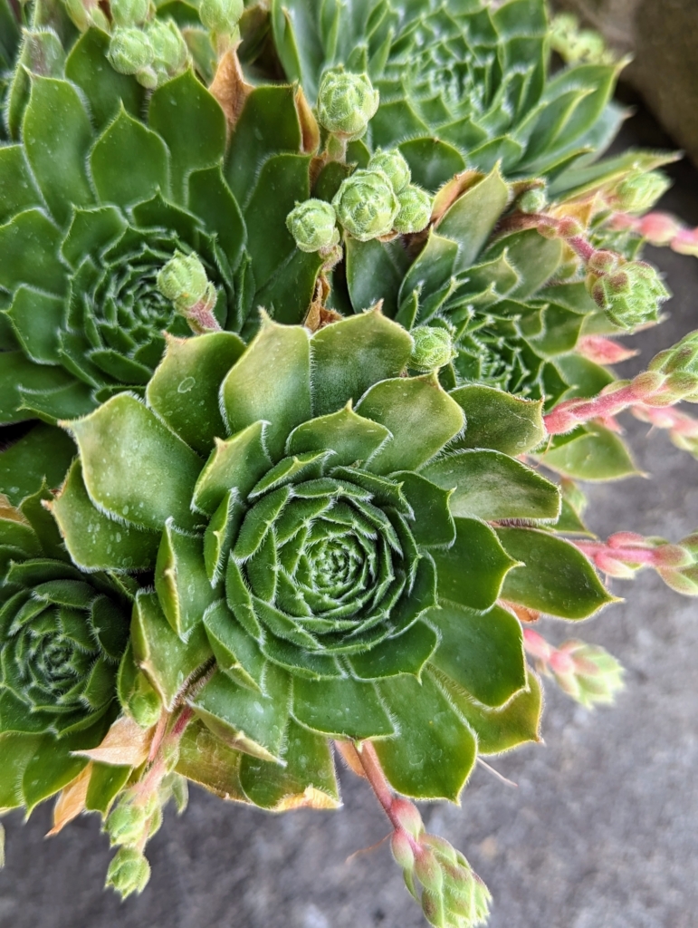 Planting Hens and Chicks Outside My Winter House - The Martha Stewart Blog