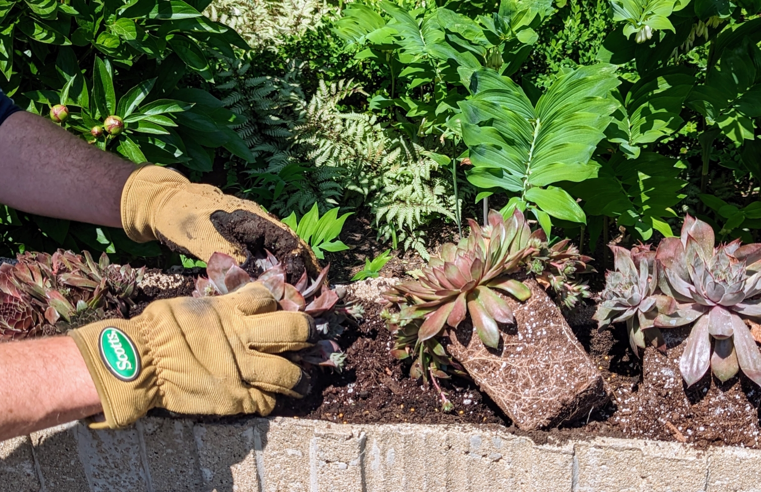 Planting Hens and Chicks Outside My Winter House - The Martha Stewart Blog