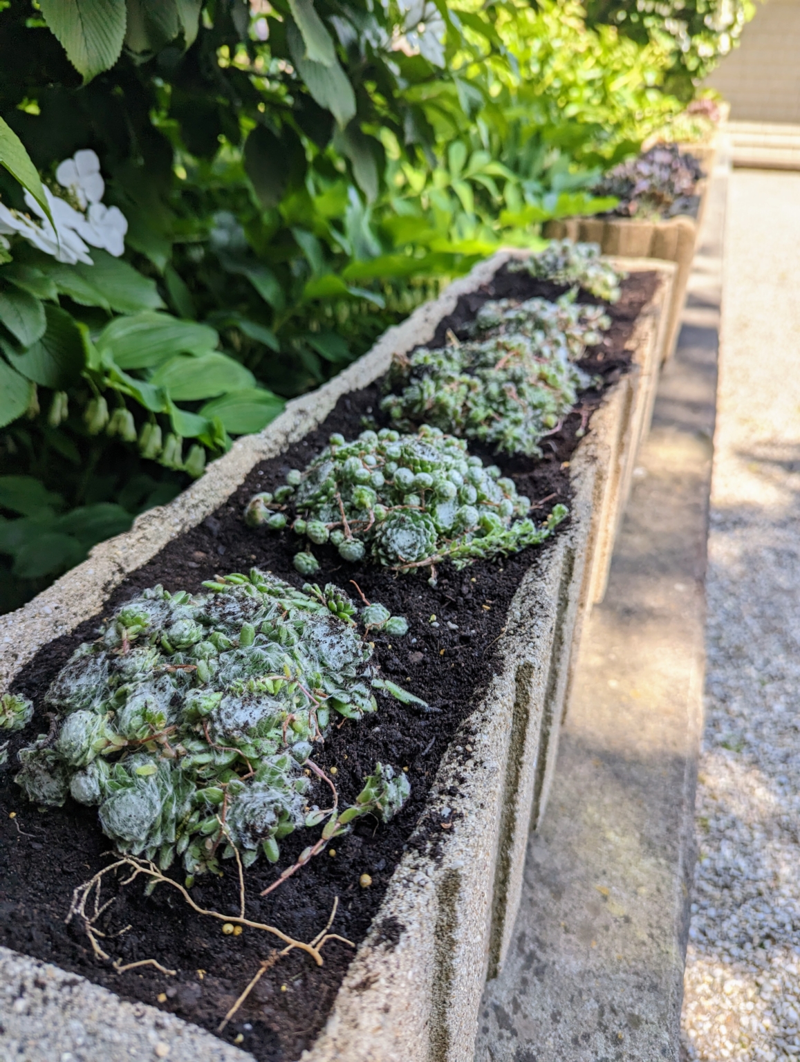 Planting Hens and Chicks Outside My Winter House - The Martha Stewart Blog