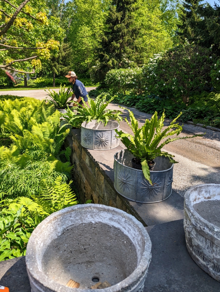 Planting Bird's Nest Ferns in Outdoor Containers - The Martha Stewart Blog
