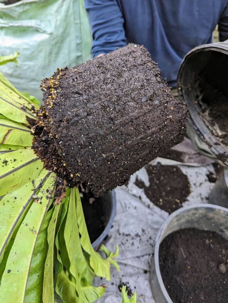Planting Bird's Nest Ferns in Outdoor Containers - The Martha Stewart Blog