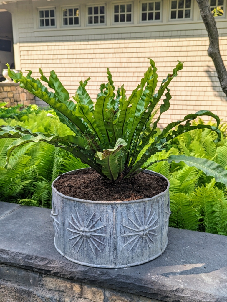Planting Bird's Nest Ferns in Outdoor Containers - The Martha Stewart Blog