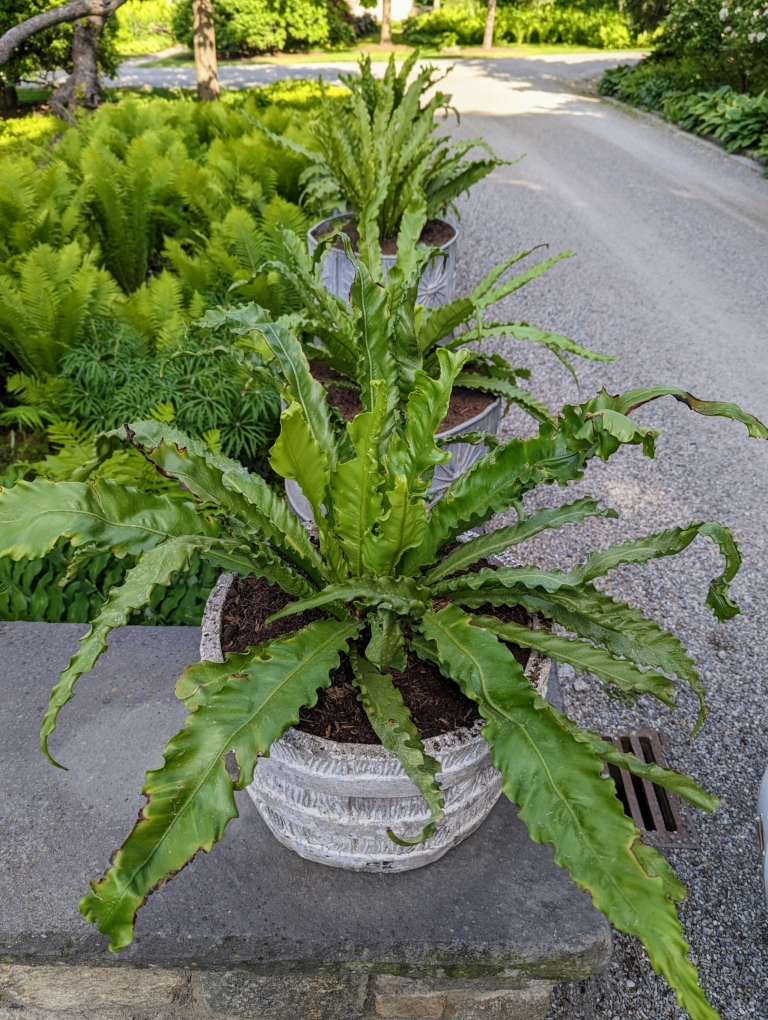 Planting Bird's Nest Ferns in Outdoor Containers - The Martha Stewart Blog