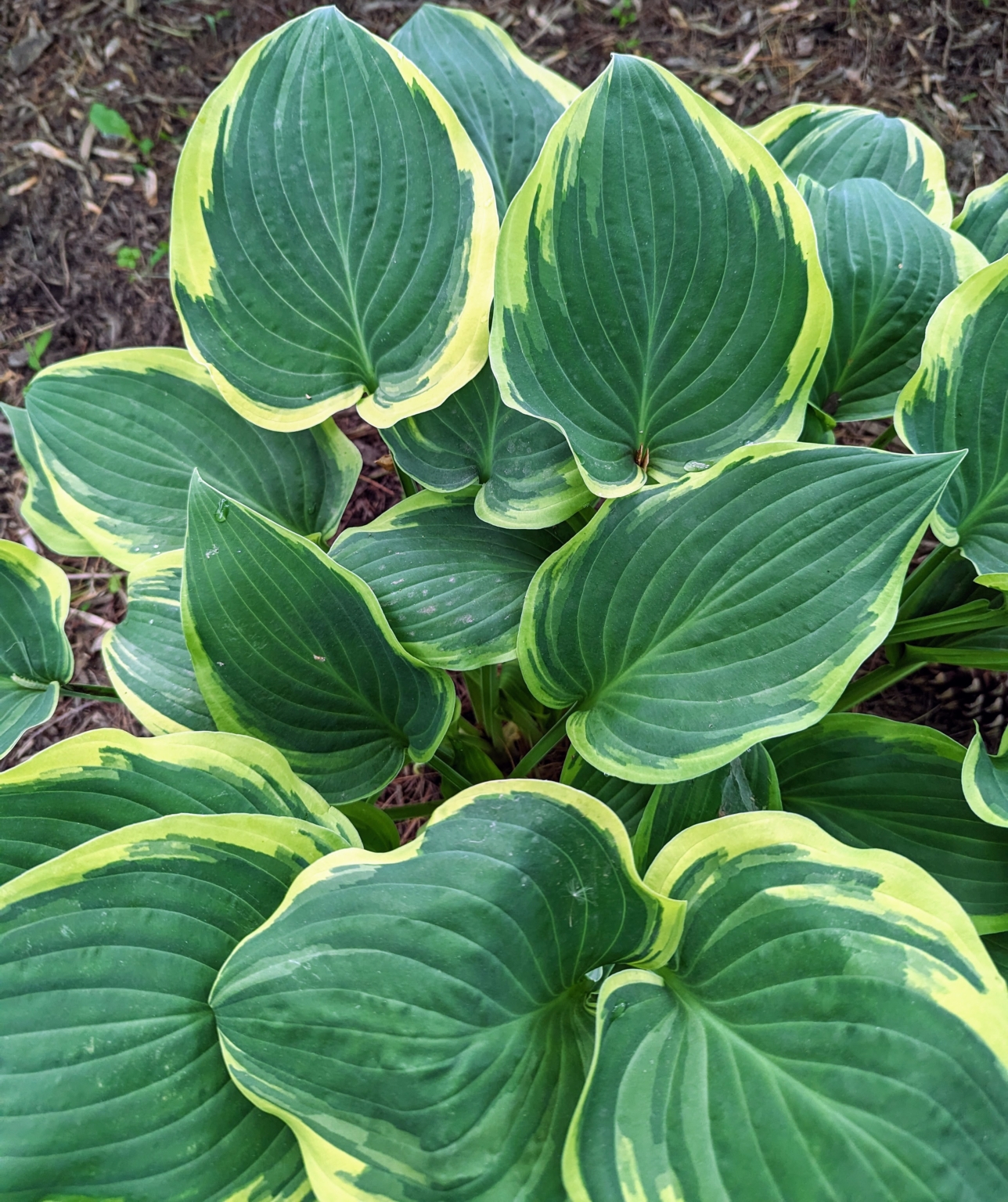 My Growing Hosta Garden - The Martha Stewart Blog