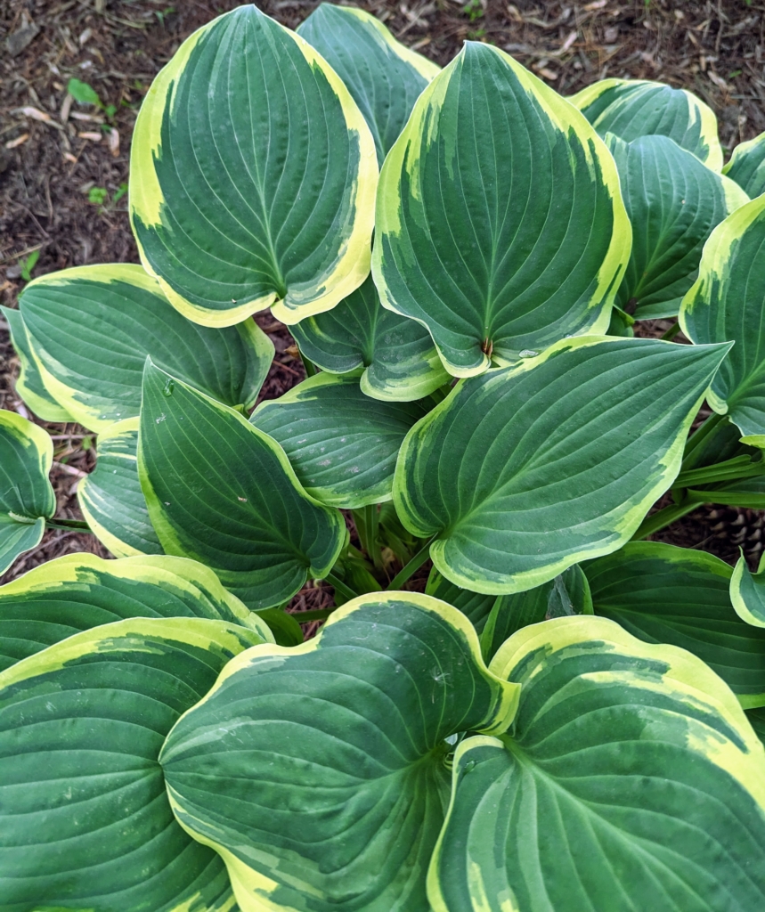 The Martha Stewart Blog : Blog Archive My Growing Hosta Garden - The ...