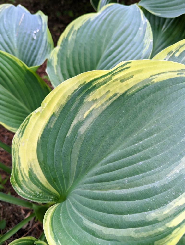 My Growing Hosta Garden - The Martha Stewart Blog