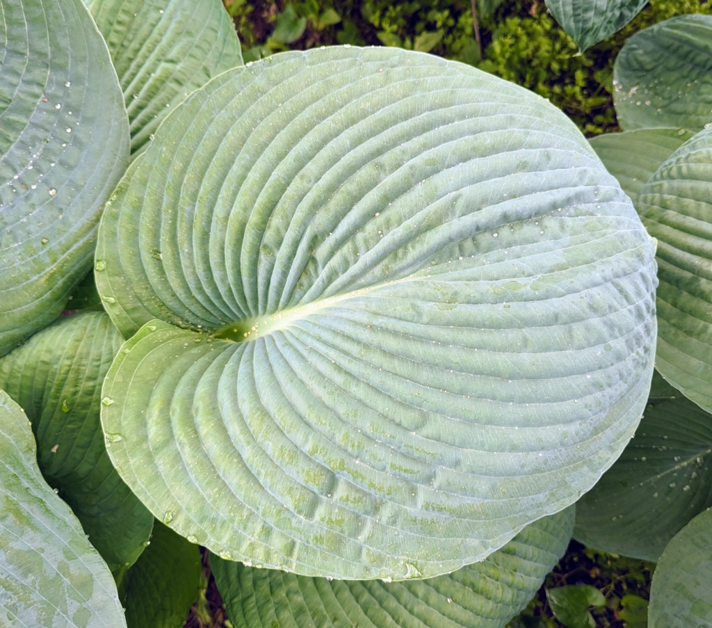 My Growing Hosta Garden - The Martha Stewart Blog
