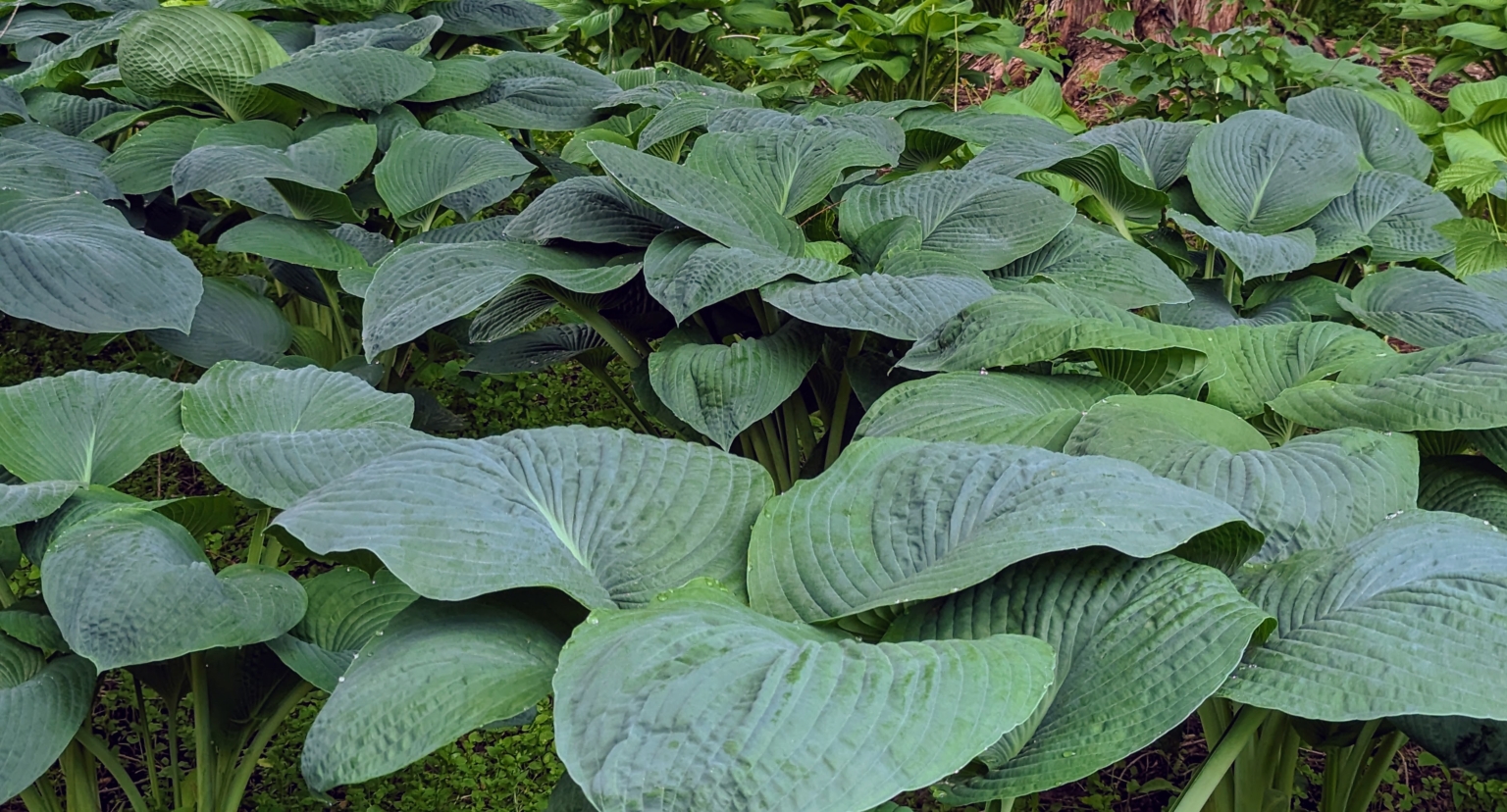 The Martha Stewart Blog : Blog Archive My Growing Hosta Garden - The ...
