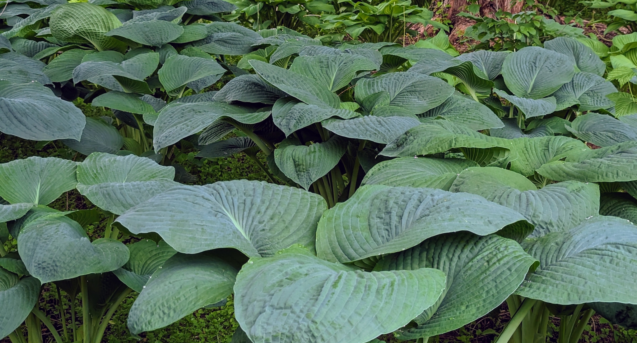 My Growing Hosta Garden - The Martha Stewart Blog