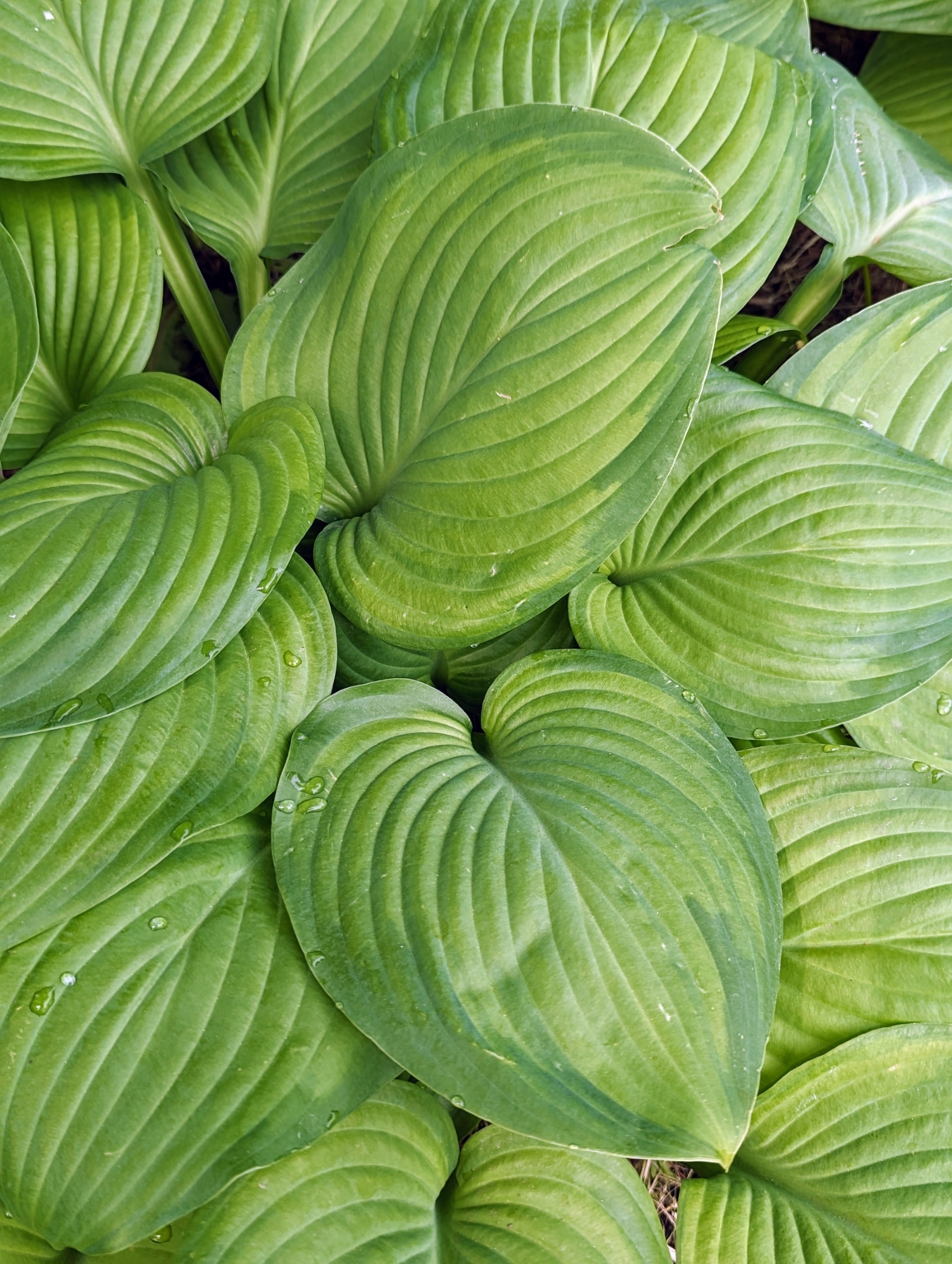 The Martha Stewart Blog : Blog Archive My Growing Hosta Garden - The ...