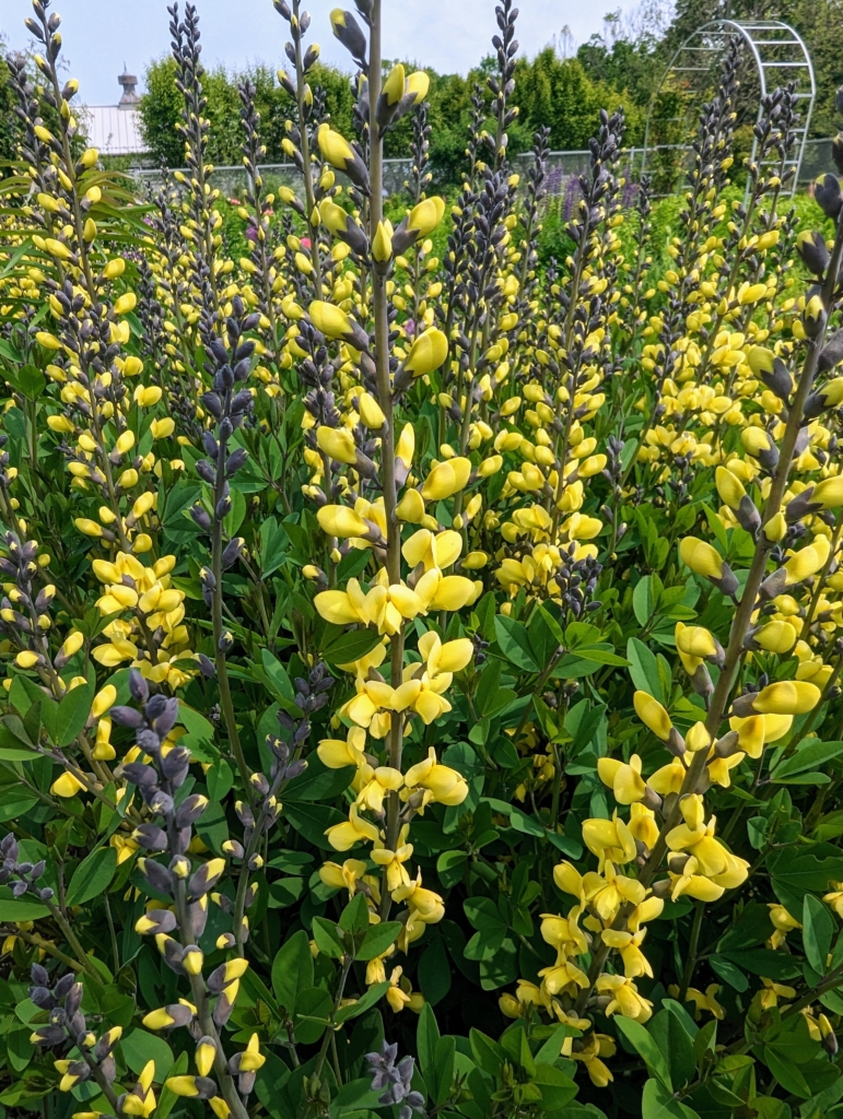 What's Blooming in My Flower Garden? - The Martha Stewart Blog