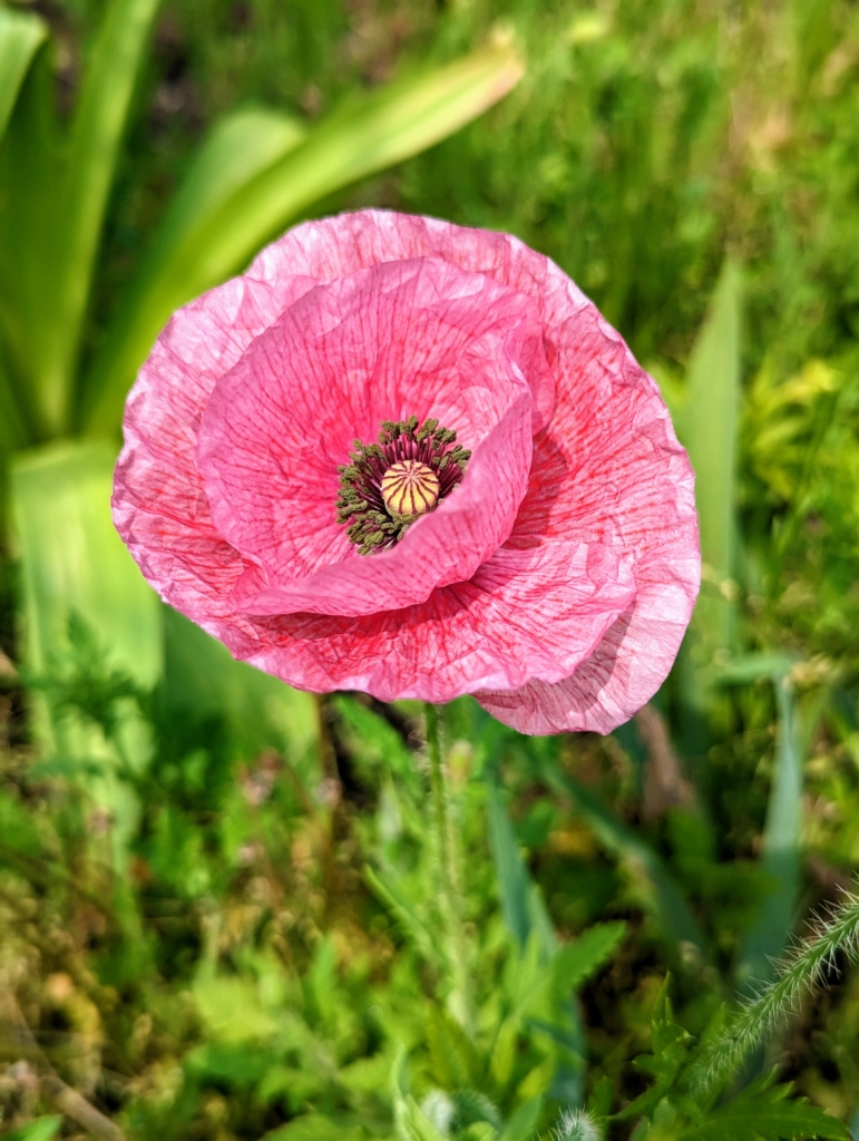 What's Blooming in My Flower Garden? - The Martha Stewart Blog