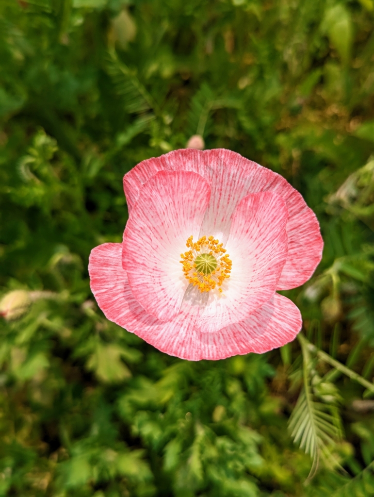 What's Blooming in My Flower Garden? - The Martha Stewart Blog