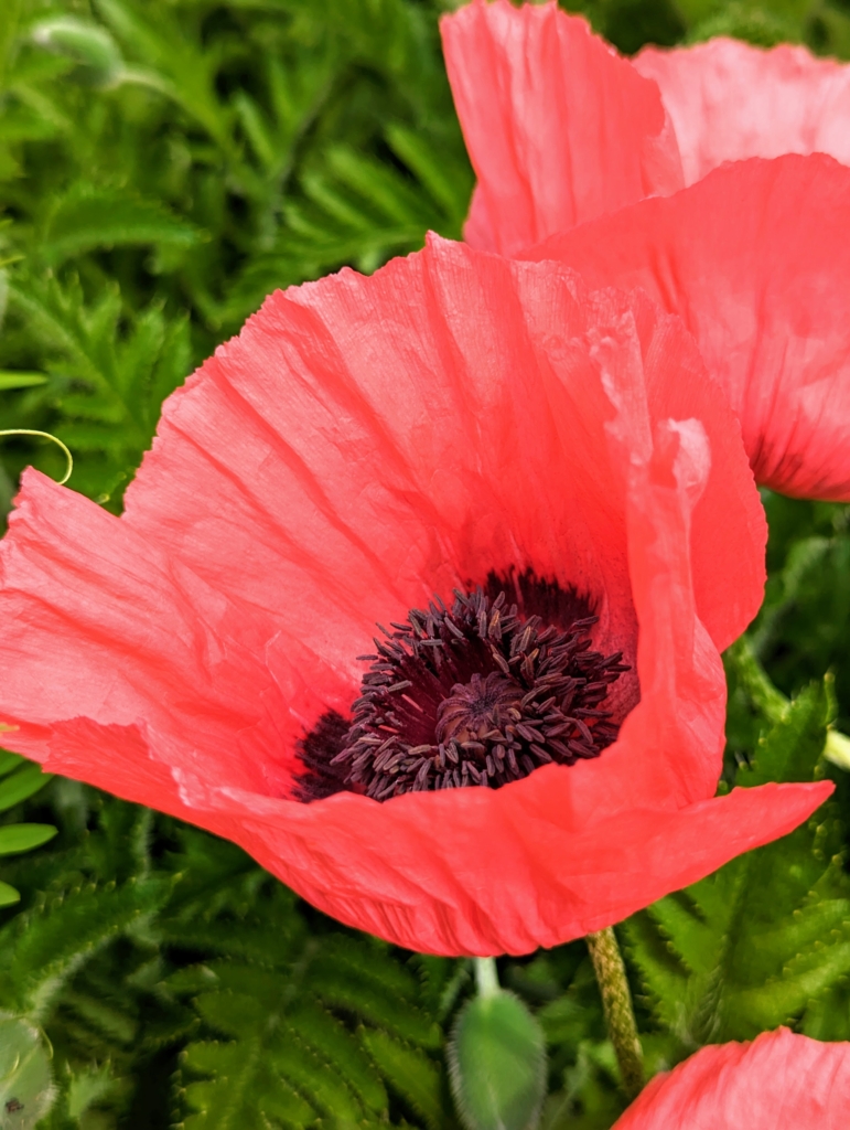 What's Blooming in My Flower Garden? - The Martha Stewart Blog