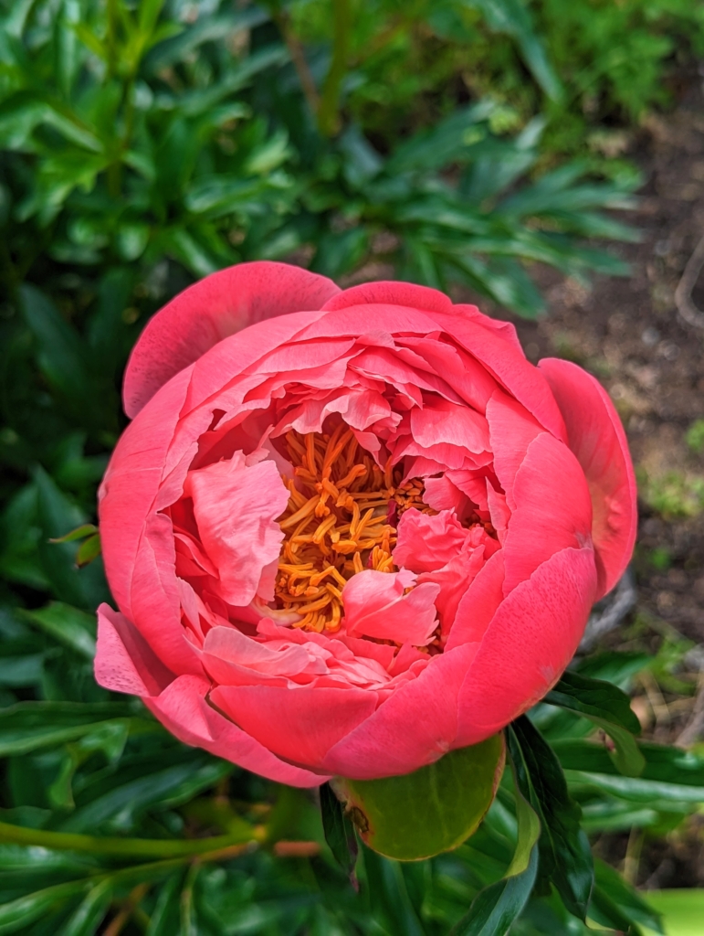 What's Blooming in My Flower Garden? - The Martha Stewart Blog