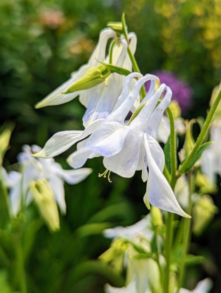 What's Blooming in My Flower Garden? - The Martha Stewart Blog