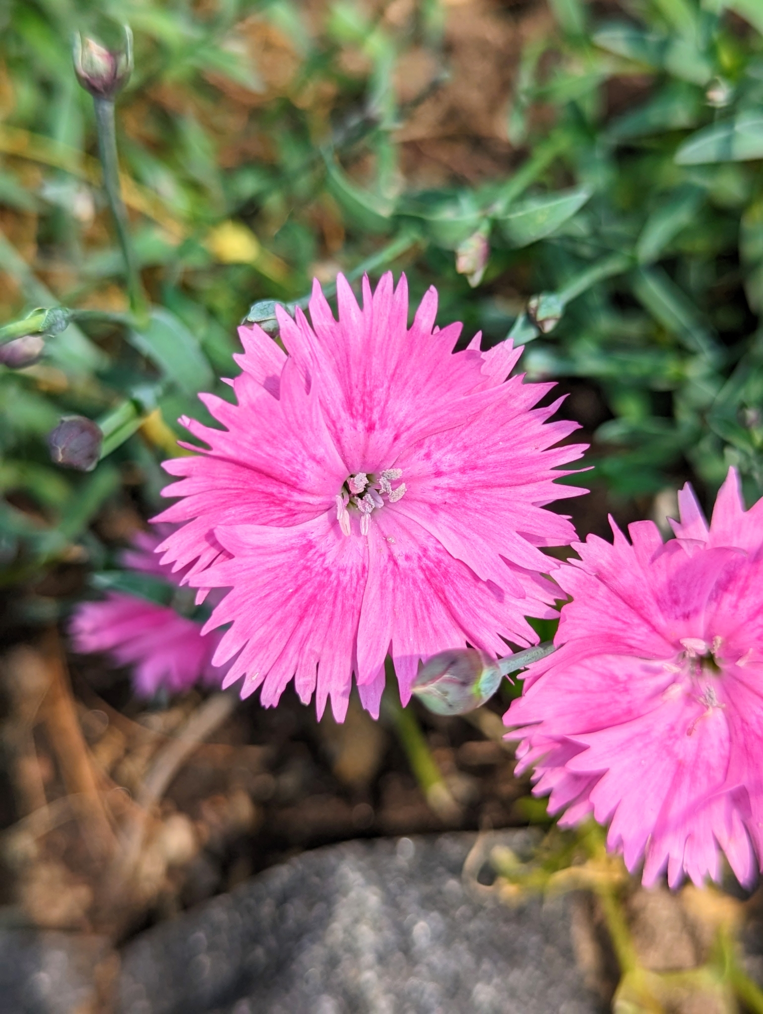 The Martha Stewart Blog : Blog Archive What's Blooming in My Flower ...