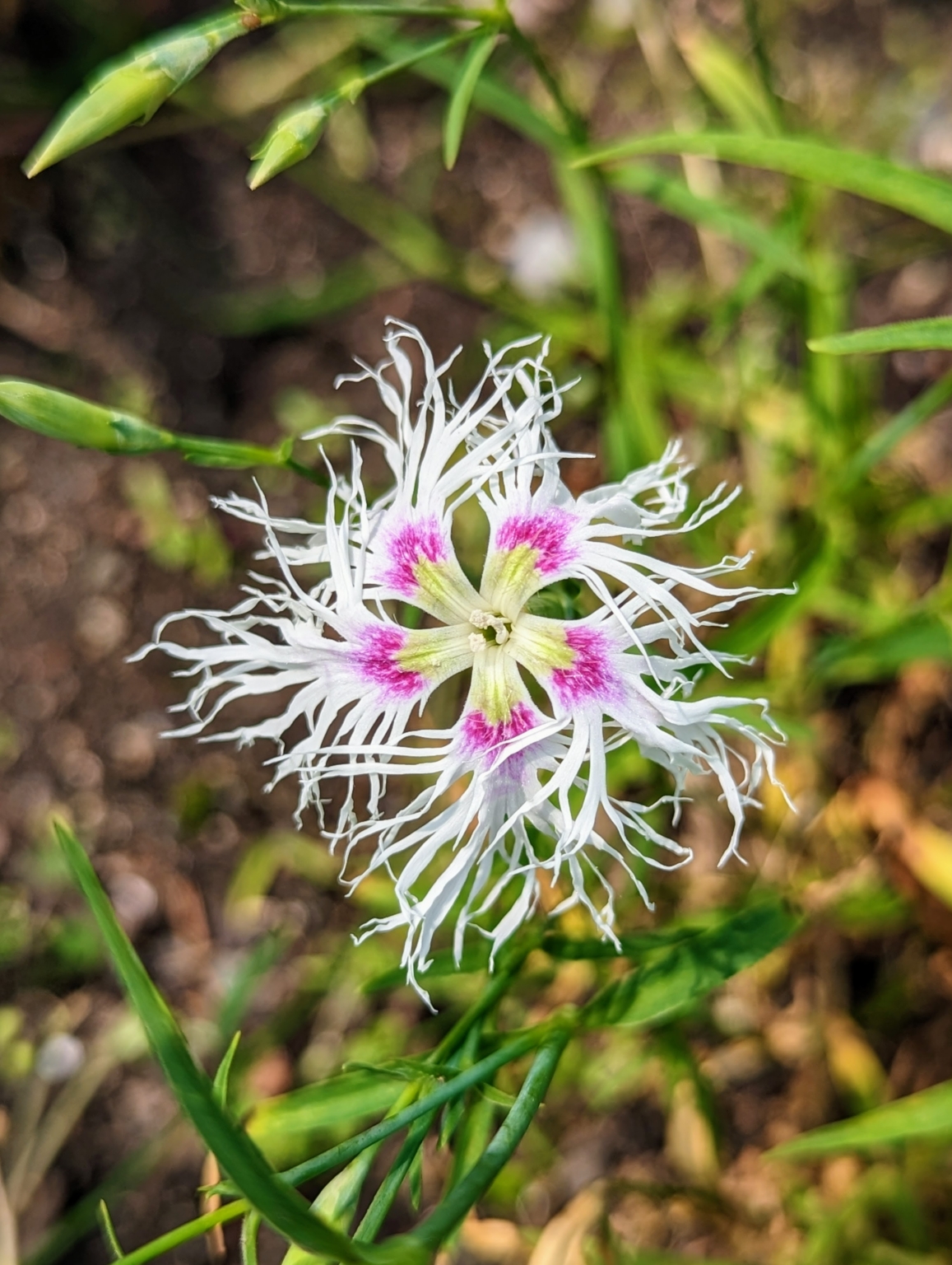 What's Blooming in My Flower Garden? - The Martha Stewart Blog
