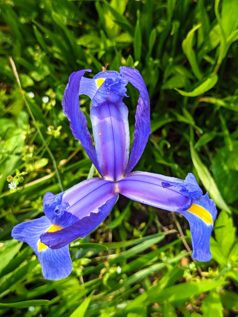 What's Blooming in My Flower Garden? - The Martha Stewart Blog