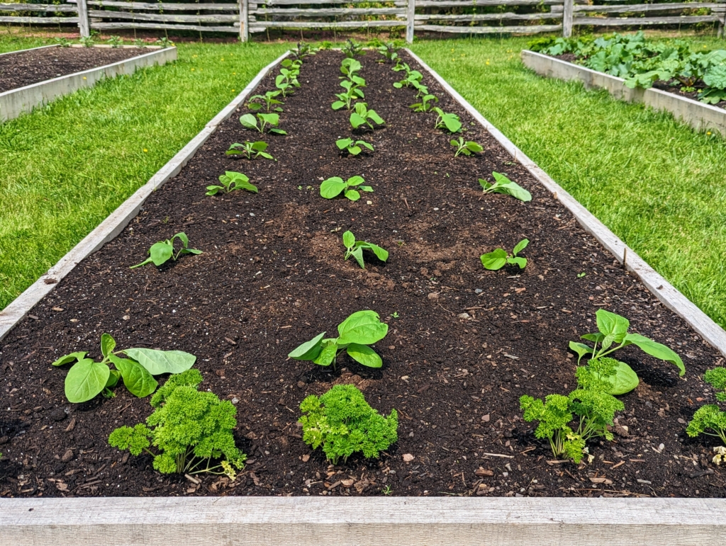 Planting Eggplants and Peppers in My Vegetable Garden - The Martha ...
