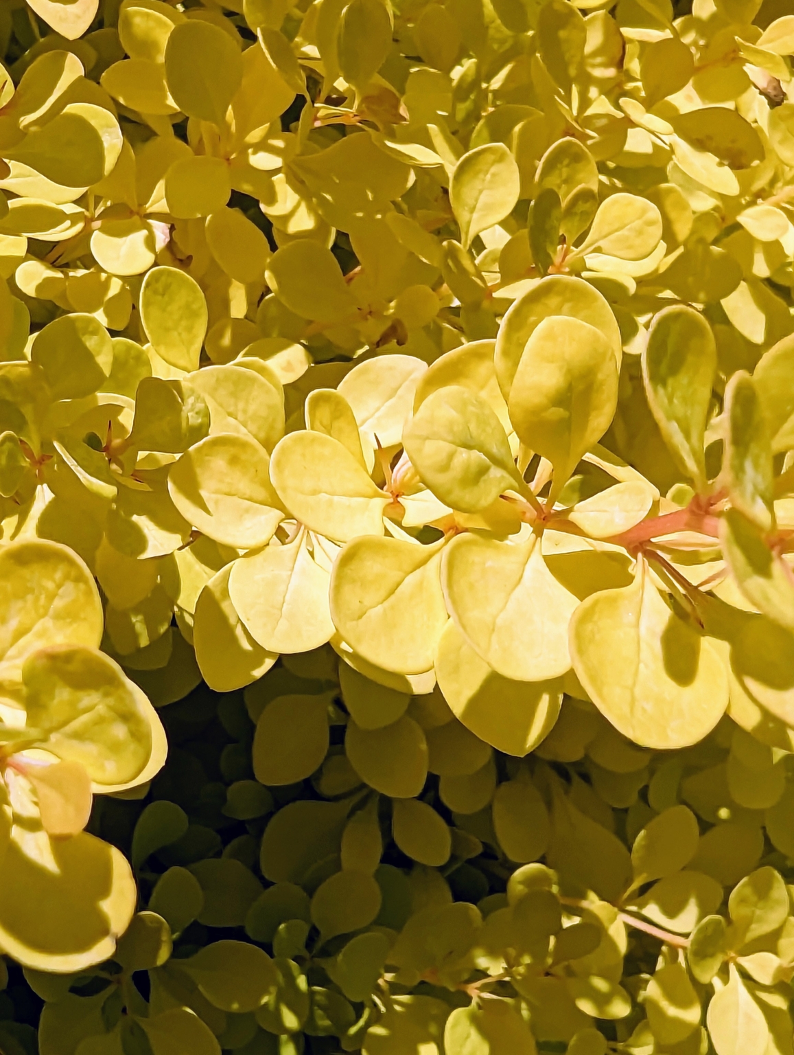 Trimming the Golden Barberry on My Terrace - The Martha Stewart Blog