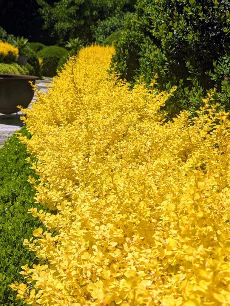 Trimming the Golden Barberry on My Terrace - The Martha Stewart Blog