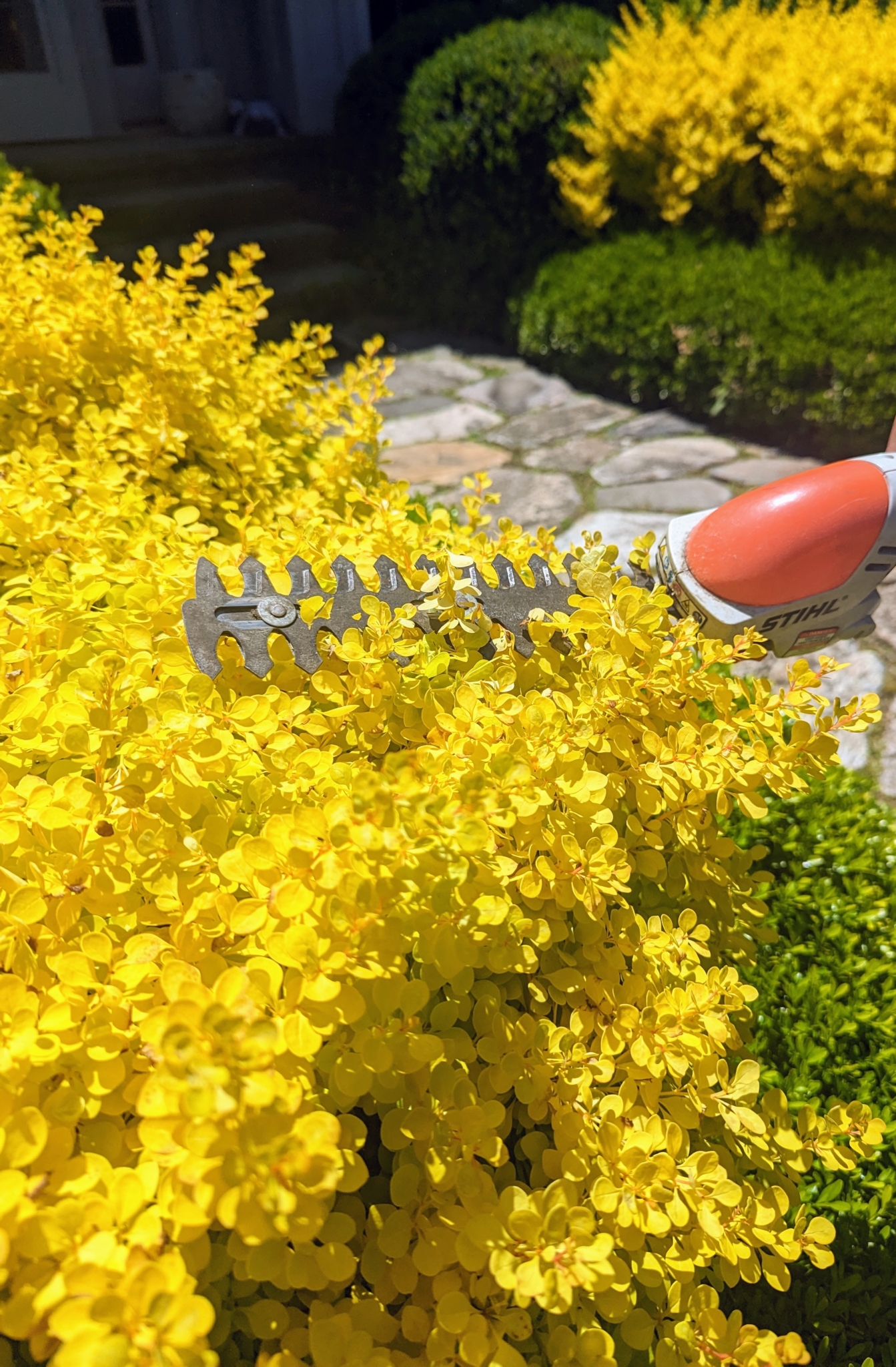 Trimming the Golden Barberry on My Terrace - The Martha Stewart Blog