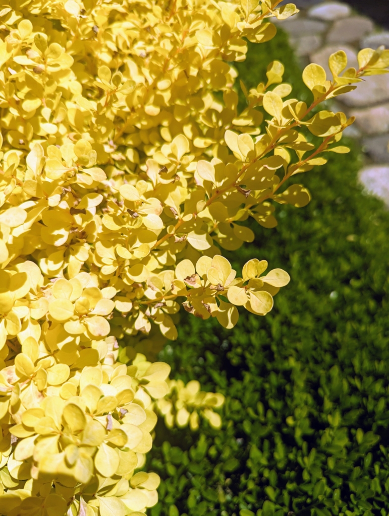 Trimming the Golden Barberry on My Terrace - The Martha Stewart Blog