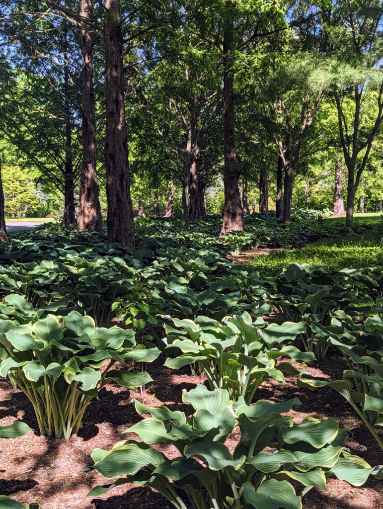 My Growing Hosta Garden - The Martha Stewart Blog