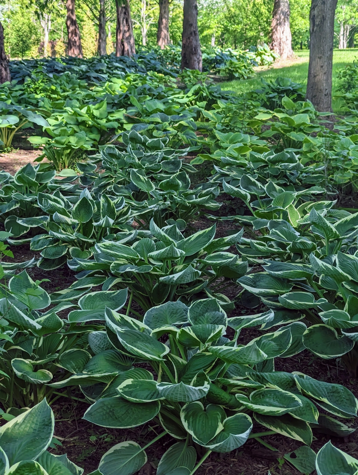 My Growing Hosta Garden - The Martha Stewart Blog