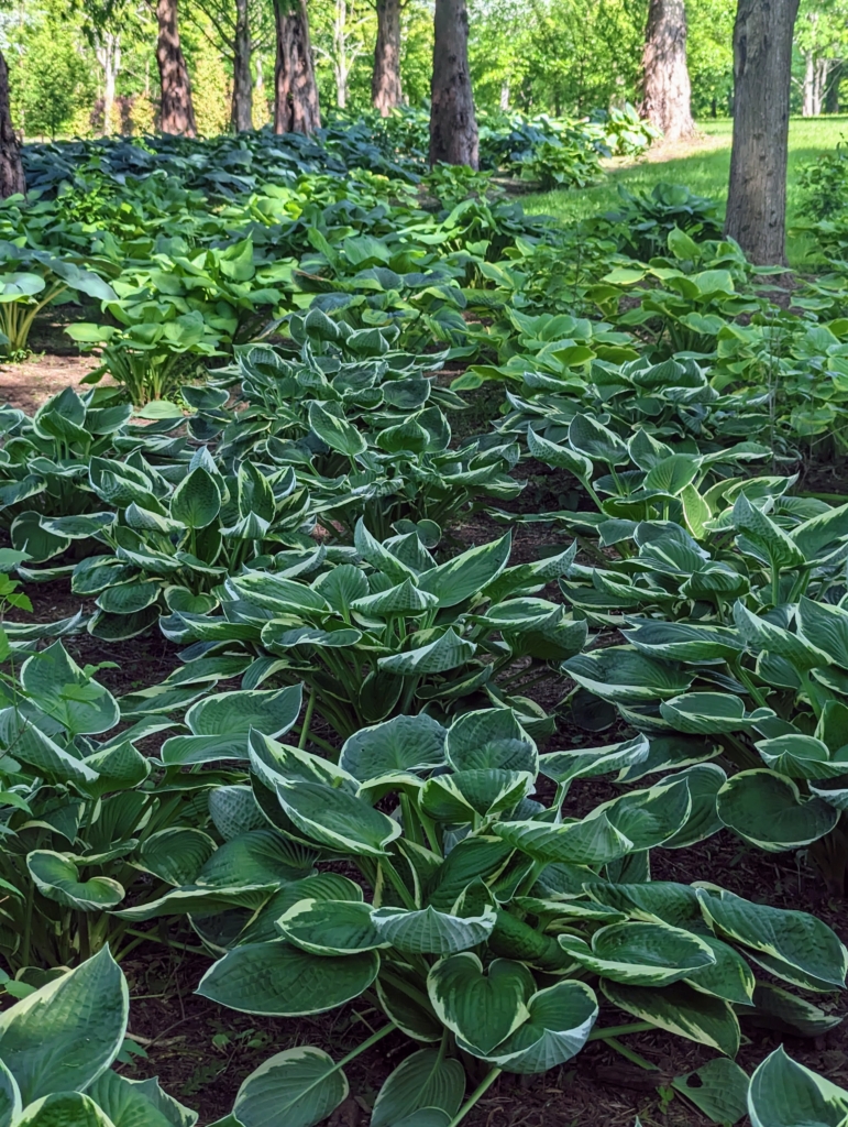 My Growing Hosta Garden - The Martha Stewart Blog