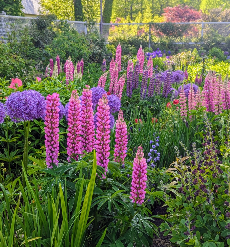 What's Blooming in My Flower Garden? - The Martha Stewart Blog