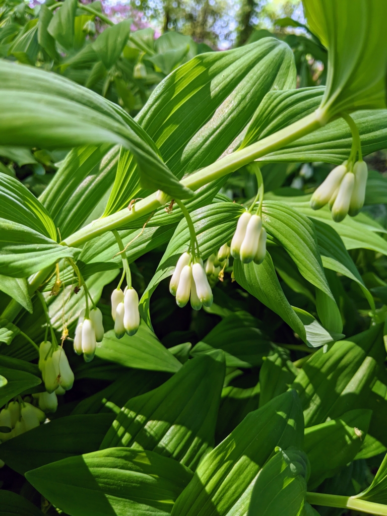 Early May Blooms Around My Farm - The Martha Stewart Blog