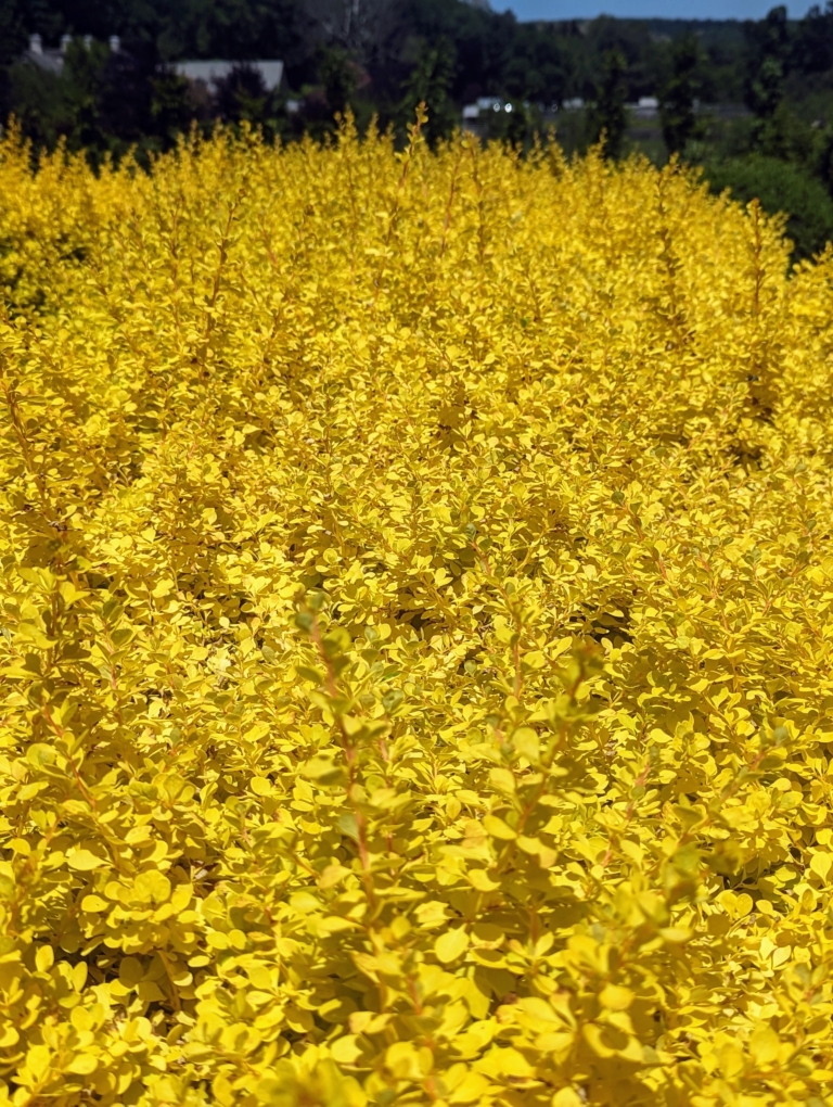 Trimming the Golden Barberry on My Terrace - The Martha Stewart Blog