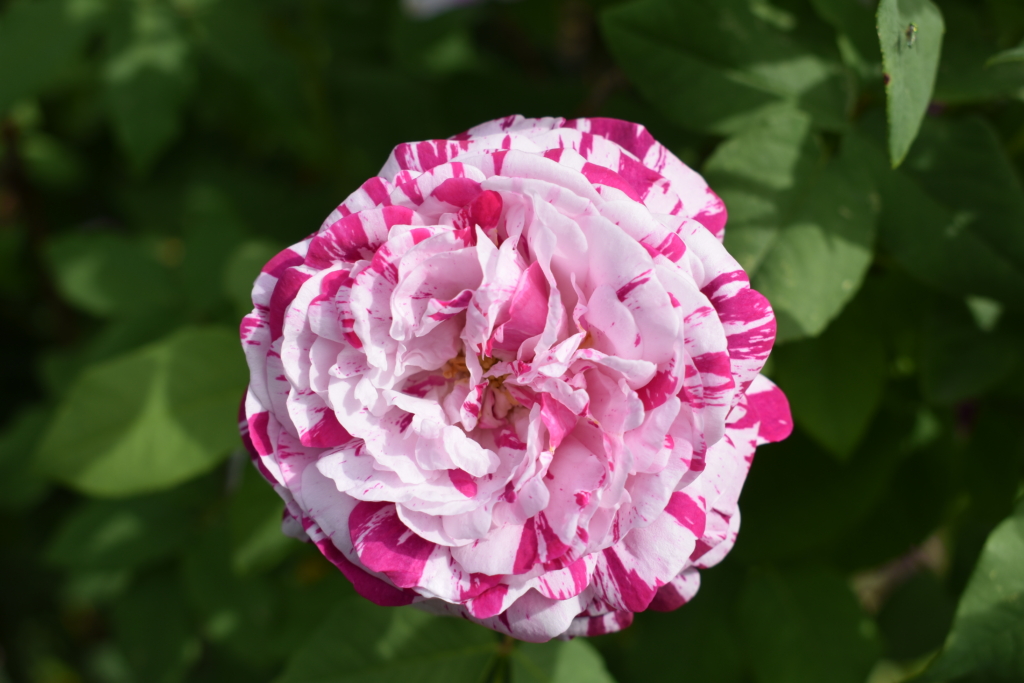 My Roses in Bloom - The Martha Stewart Blog