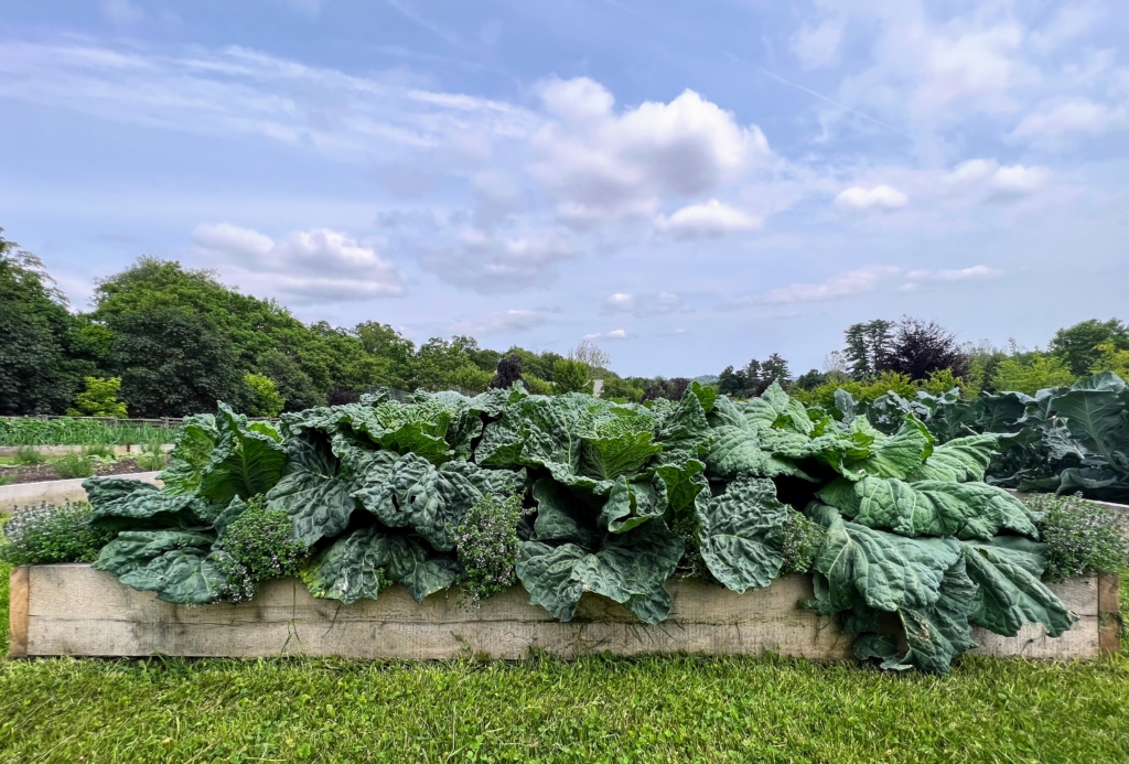 Photos of My Vegetable Garden Taken by Kevin Sharkey - The Martha ...