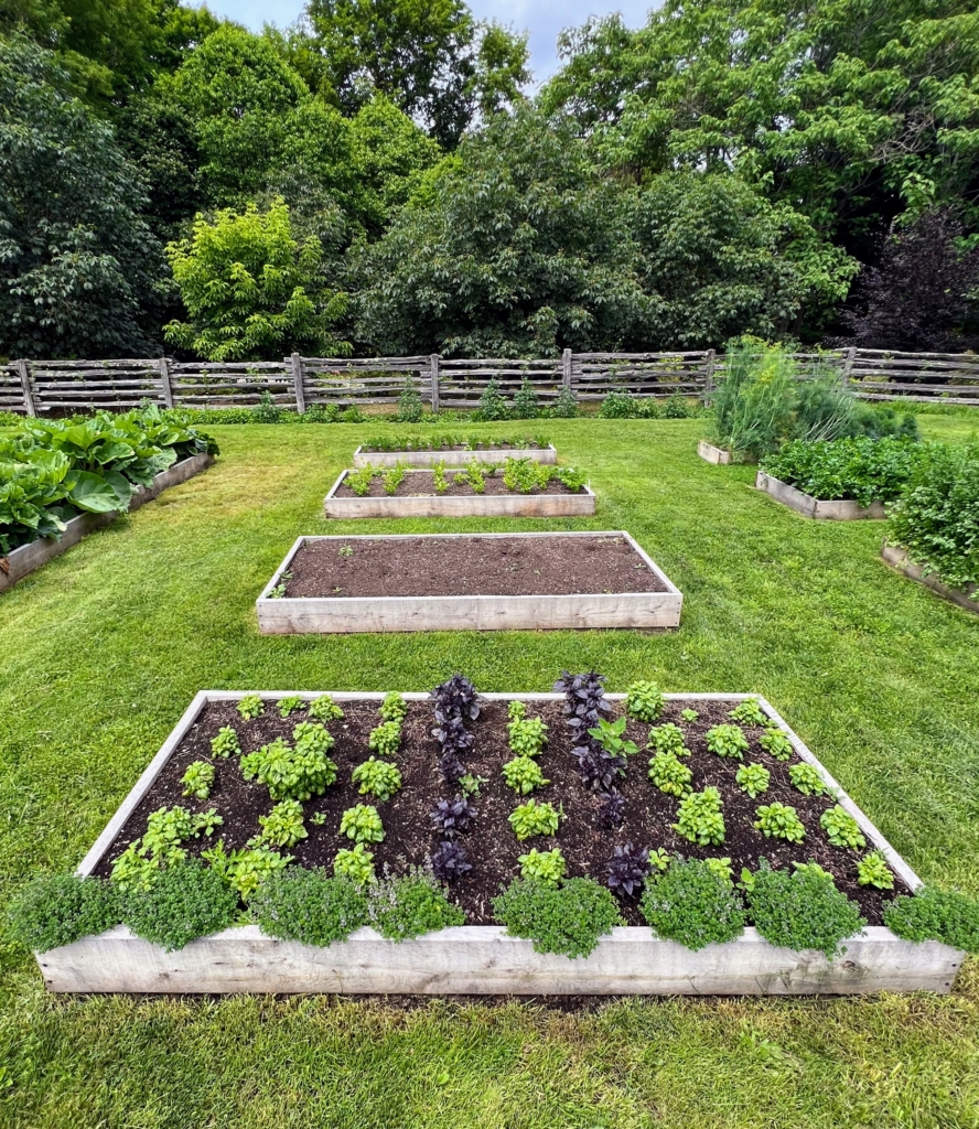 Photos of My Vegetable Garden Taken by Kevin Sharkey - The Martha ...