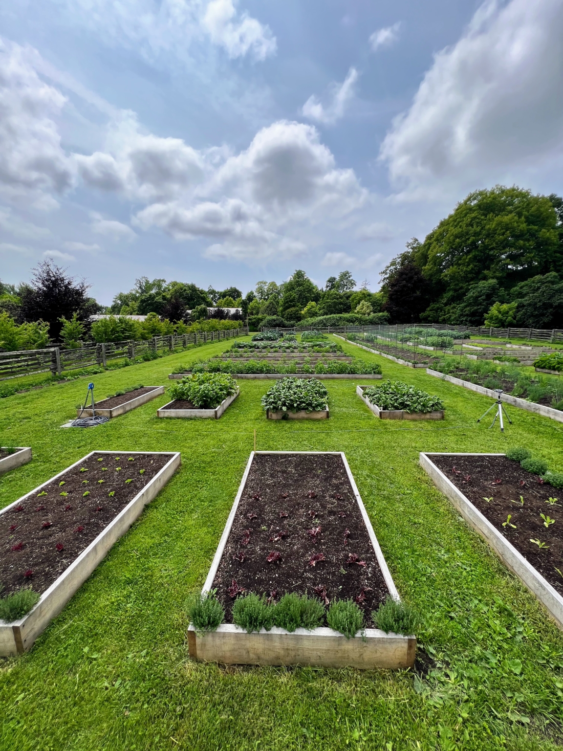 Photos of My Vegetable Garden Taken by Kevin Sharkey - The Martha ...